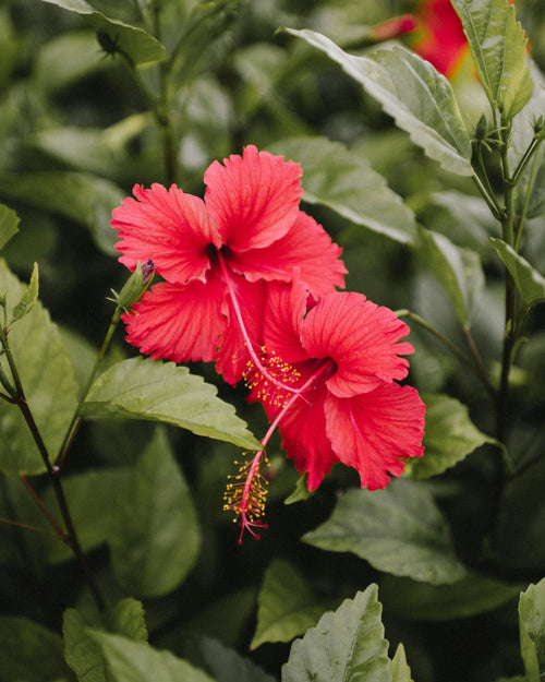 Chaveta - La Fée Maraboutée