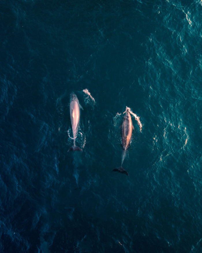 Chaveta - La Fée Maraboutée